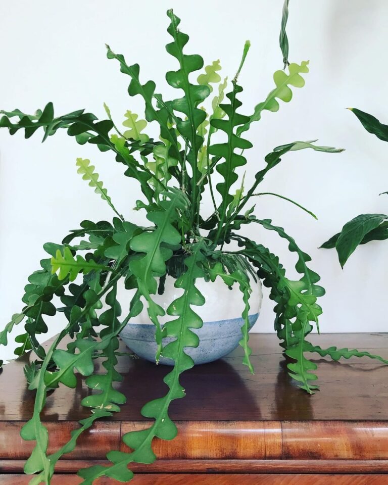 Fishbone Cactus: A Striking Succulent That’s Easier Than You Think ...