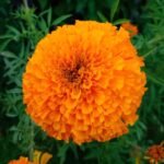 7 Secret Tips for Growing Stunning Orange Marigolds - USA Garden Hub