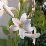 Tuberose Flowers: A Complete Guide to Growing, Caring, and Enjoying ...