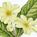 Primrose Flower Meaning : Symbolism and Cultural Significance (2024 ...