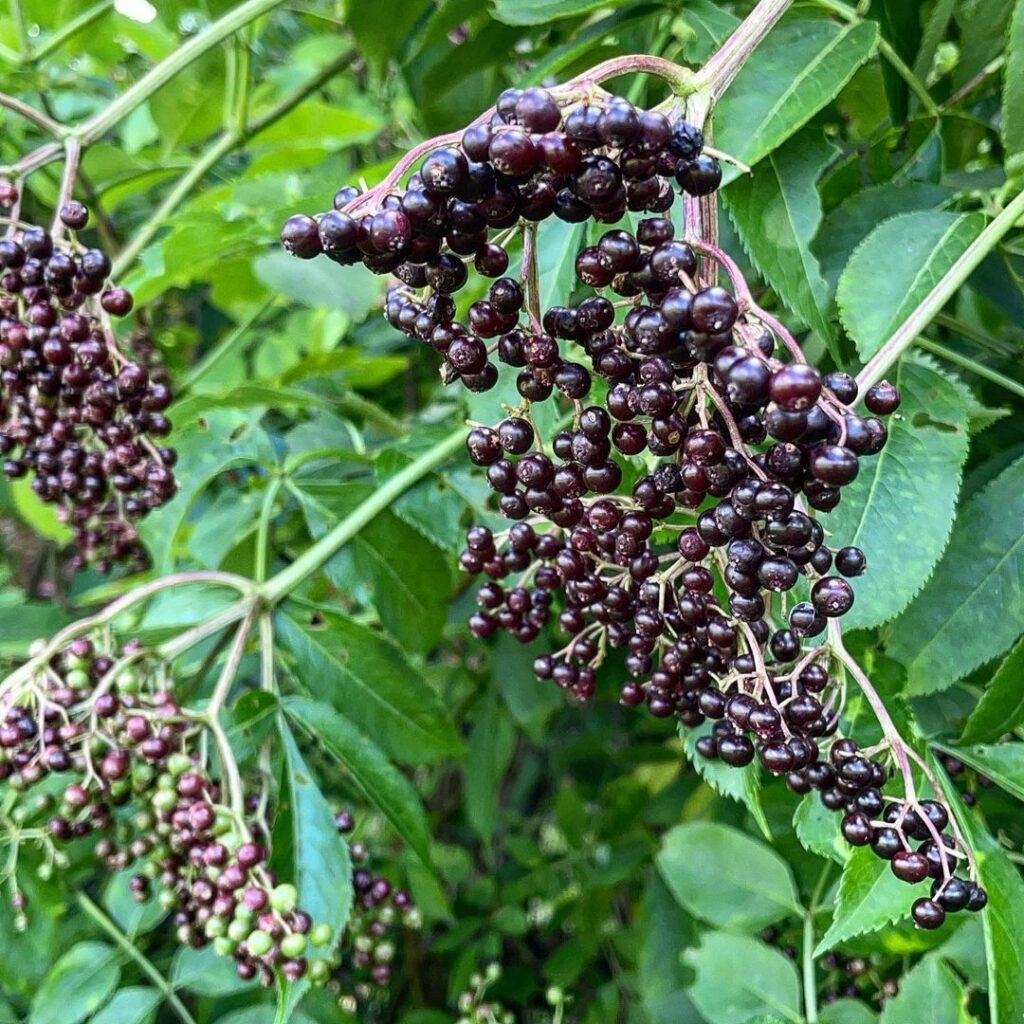 Elderberry Plants : A Guide to Growing, Harvesting, and Using This ...