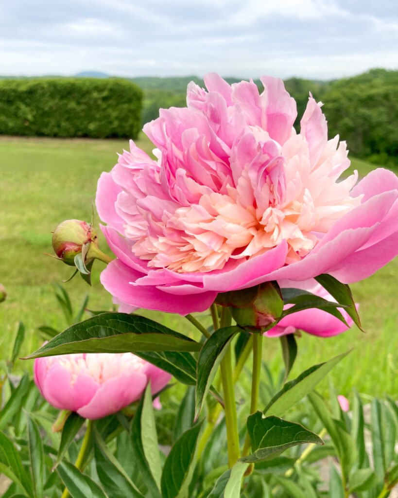 Peonies and Ranunculus : A Comprehensive Guide to Growing These ...