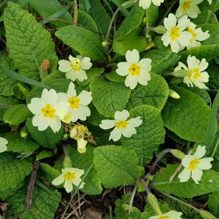 Primrose Flower Meaning : Symbolism and Cultural Significance (2024 ...