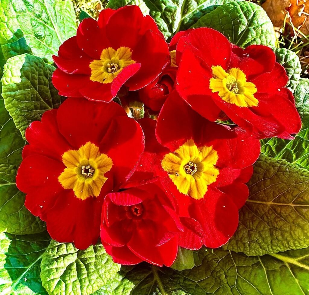 Primrose Flower Meaning : Symbolism and Cultural Significance (2024 ...