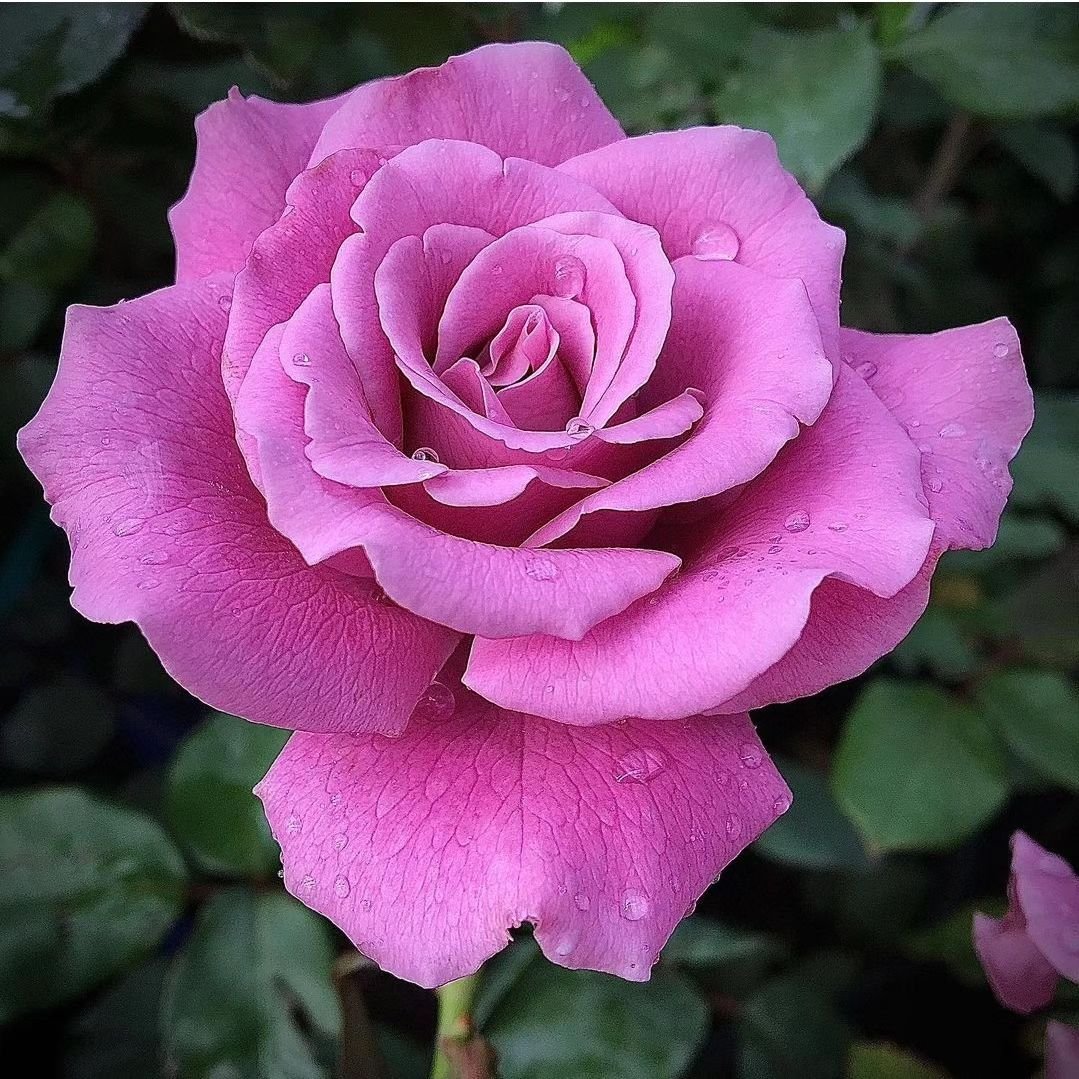 The Spiritual Meaning of Roses : Unveiling Nature's Symbolic Bloom ...
