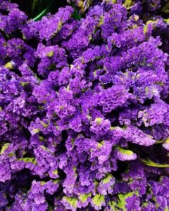 Statice Flower : Growing and Caring for This Long-Lasting Bloom - USA ...