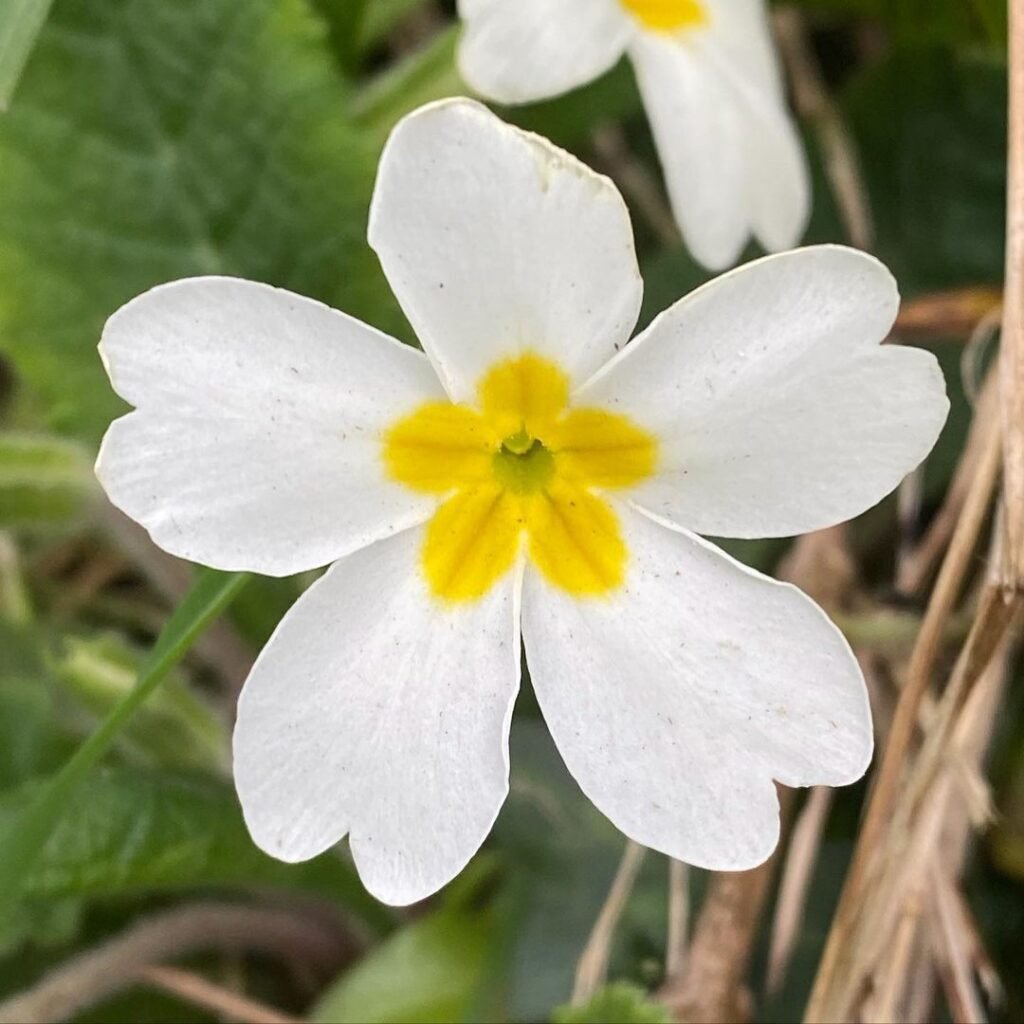 Primrose Flower Meaning : Symbolism and Cultural Significance (2024 ...