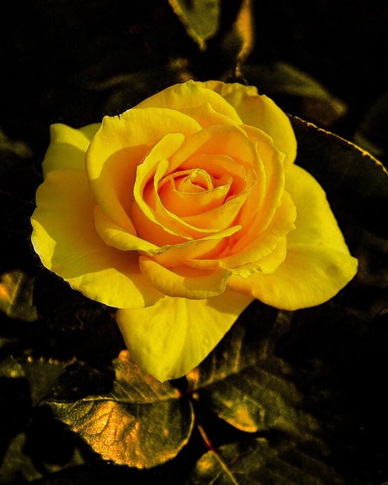 The Spiritual Meaning of Roses : Unveiling Nature's Symbolic Bloom ...