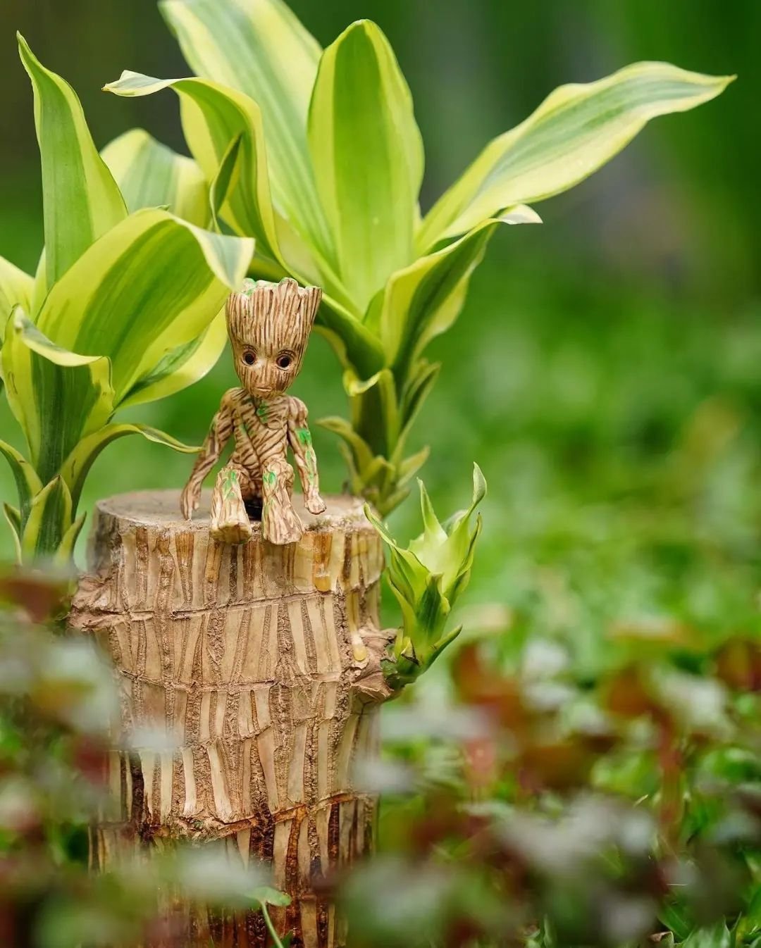 How to Plant Brazilian Wood : A Comprehensive Guide for Gardeners (2024 ...