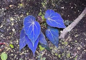Naturally Blue Leaf Trees : Rare Botanical Wonders (2024 Guide) - USA ...