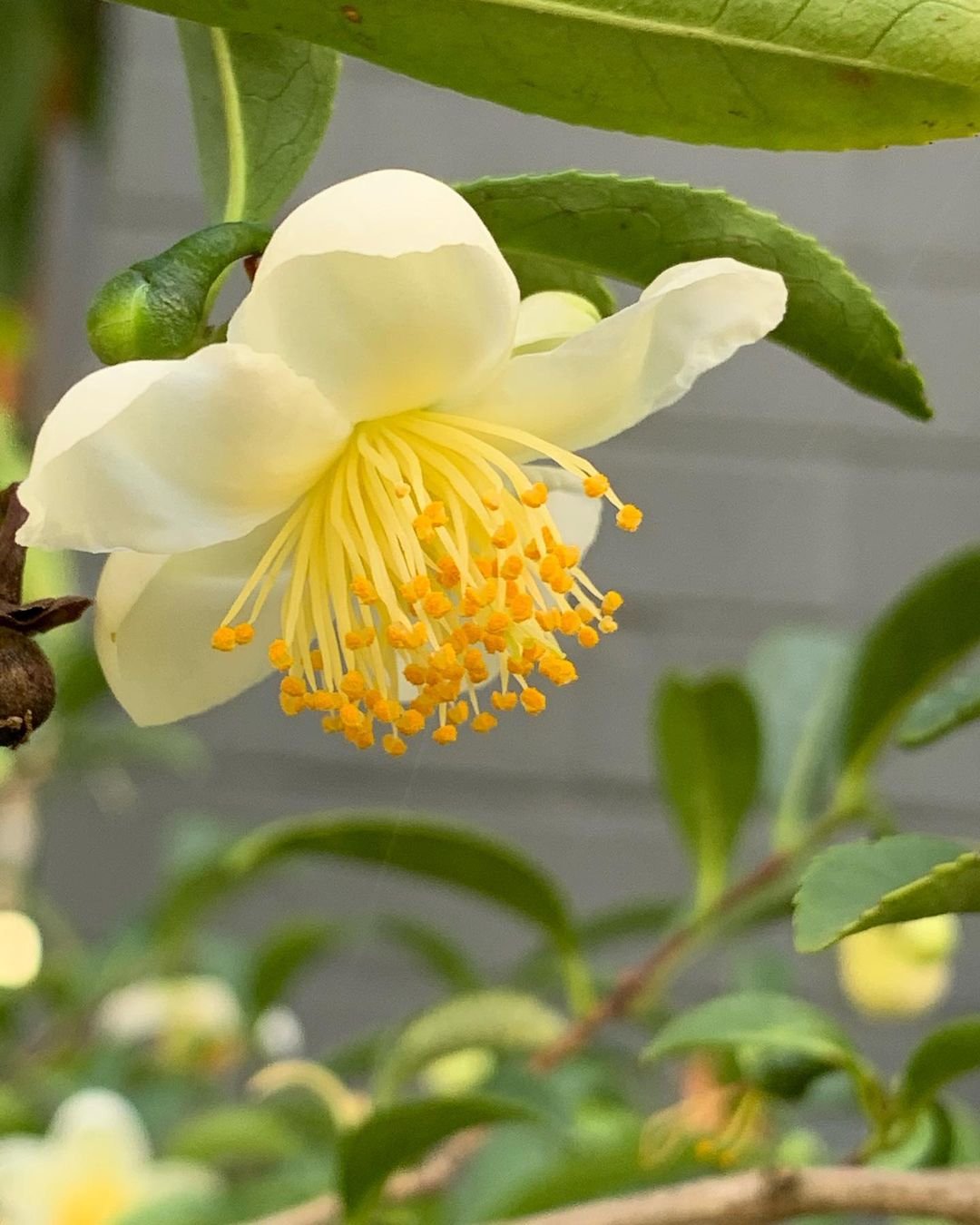 20 Asian flowers - USA Garden Hub