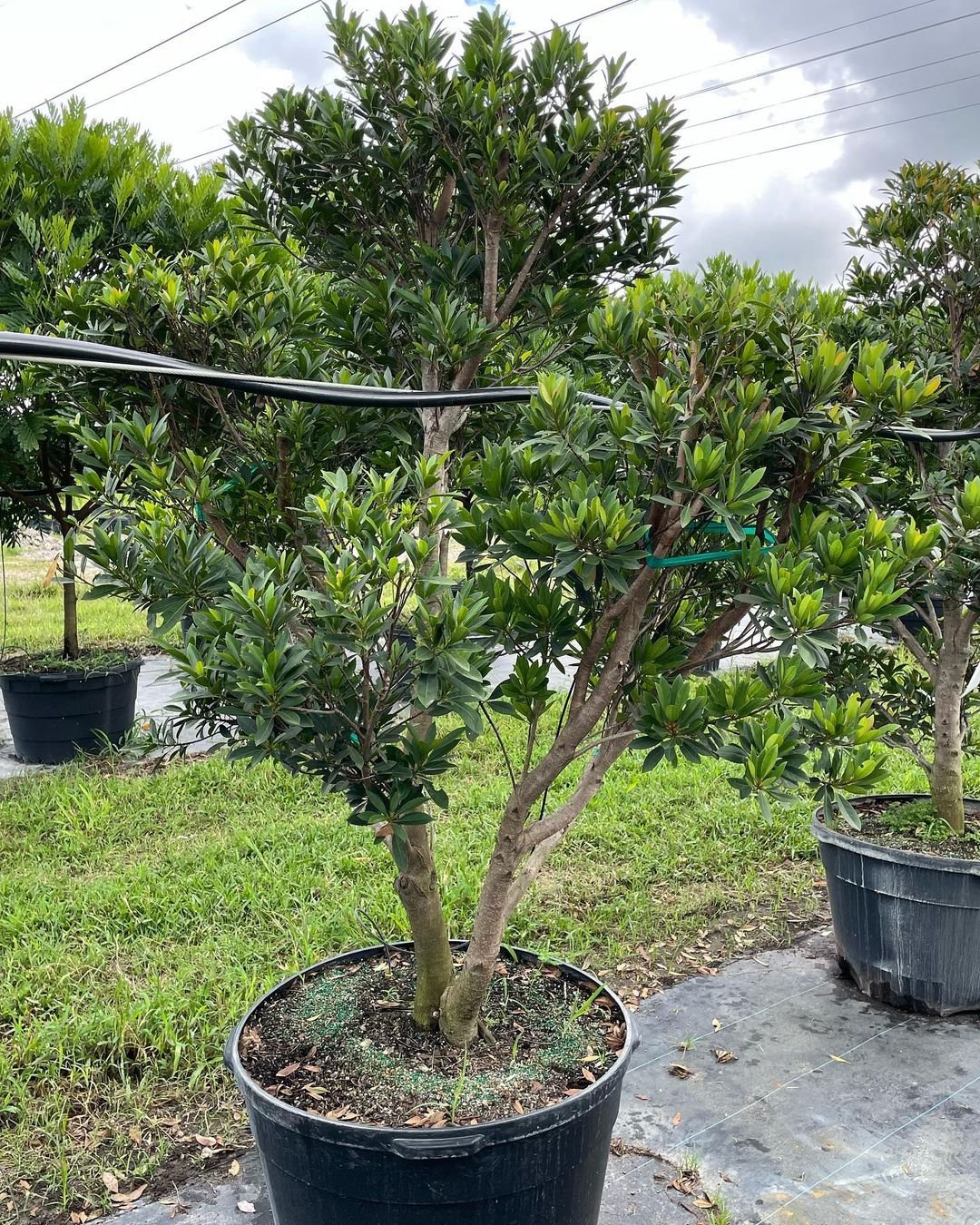 Japanese Blueberry Tree : The Ultimate Guide to Growing and Care - USA ...