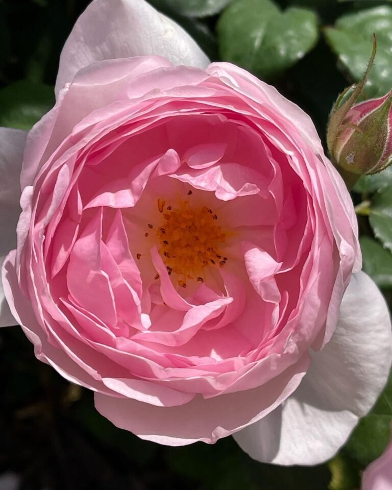 15 Best Fragrant Roses for 2025: A Gardener’s Scented Paradise - USA ...