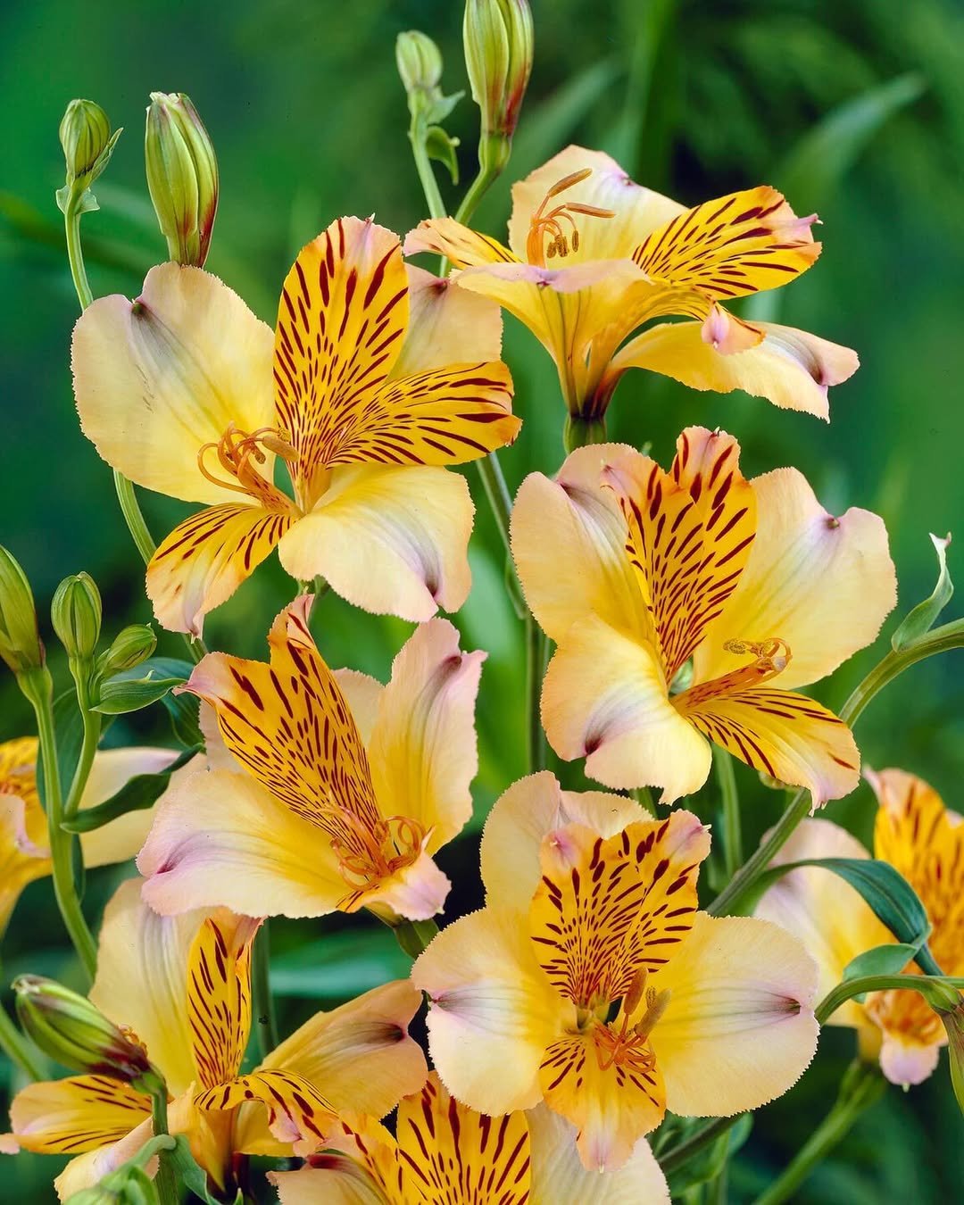 Alstroemeria: Your Complete Guide to Growing and Caring for Peruvian ...