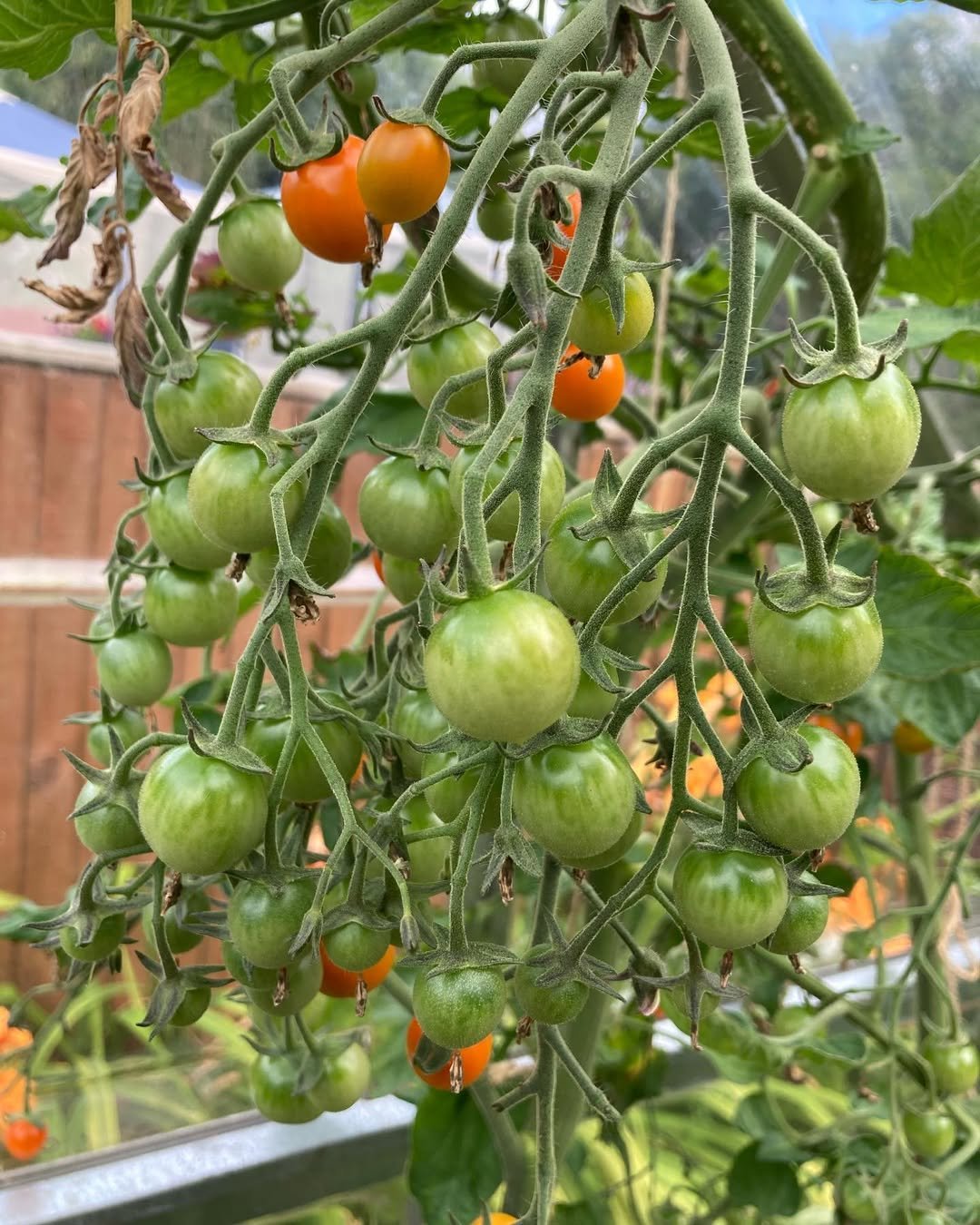 Discover the Top 10 Sweetest Tomatoes to Grow in Your Garden - USA ...