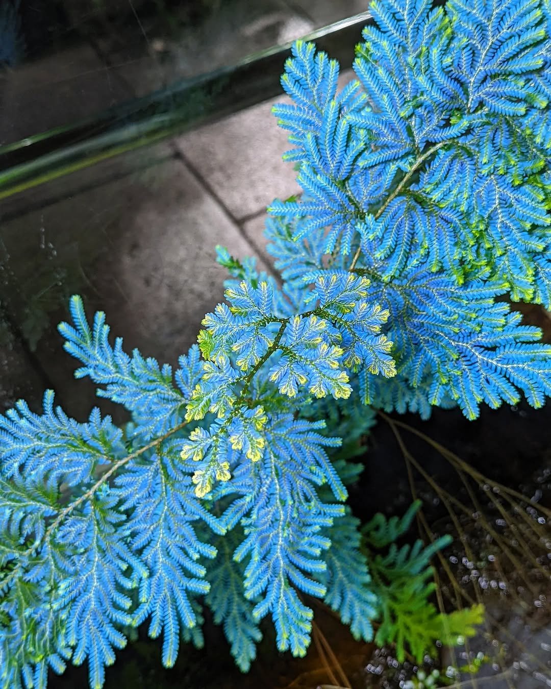 15 Best Terrarium Plants: A Complete Guide for Beginners and Experts ...