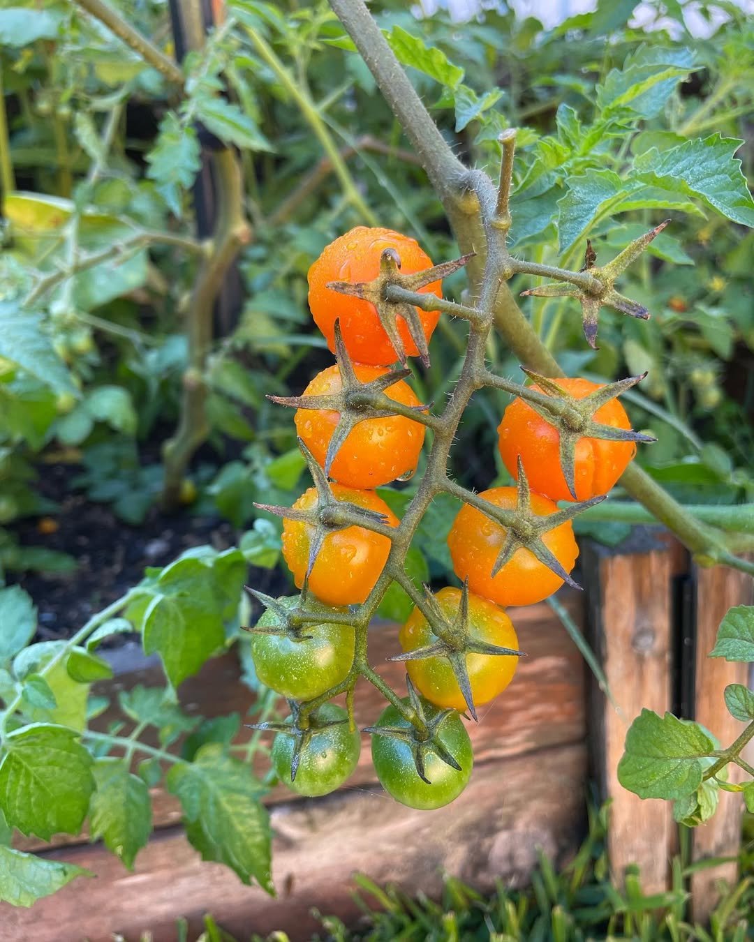 Discover the Top 10 Sweetest Tomatoes to Grow in Your Garden - USA ...