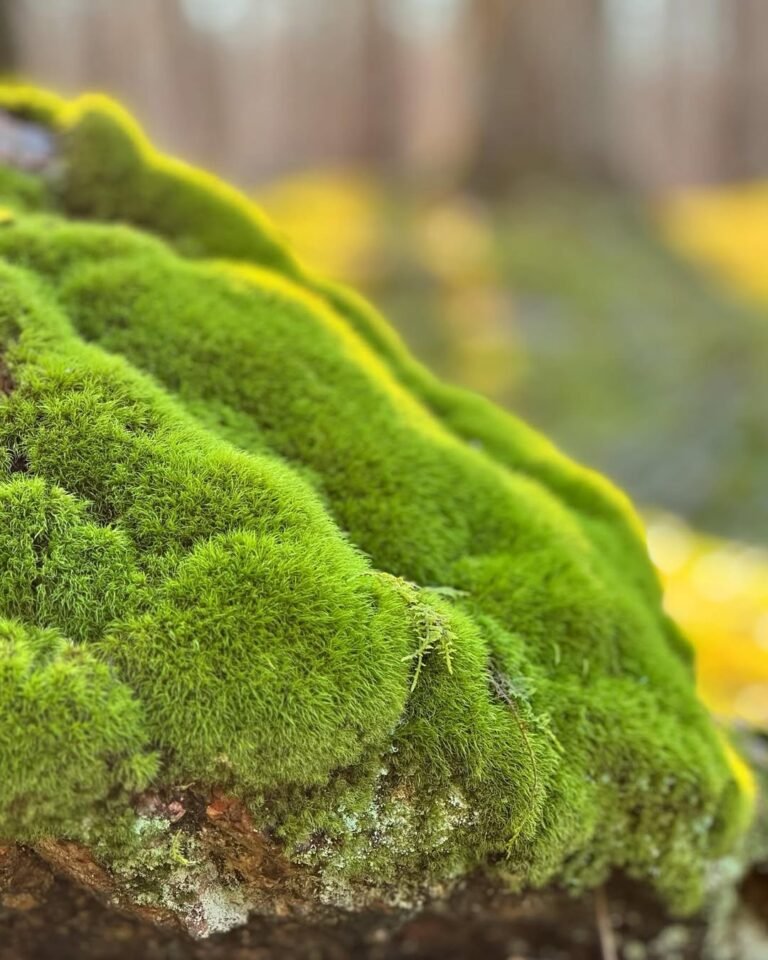 15 Best Terrarium Plants: A Complete Guide for Beginners and Experts ...