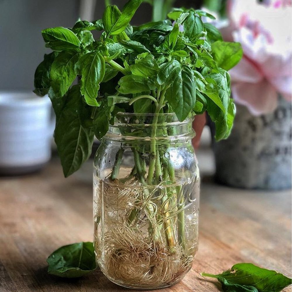 15 Plants You Can Grow From Cuttings: A Beginner’s Guide to Propagating Your Garden - USA Garden Hub