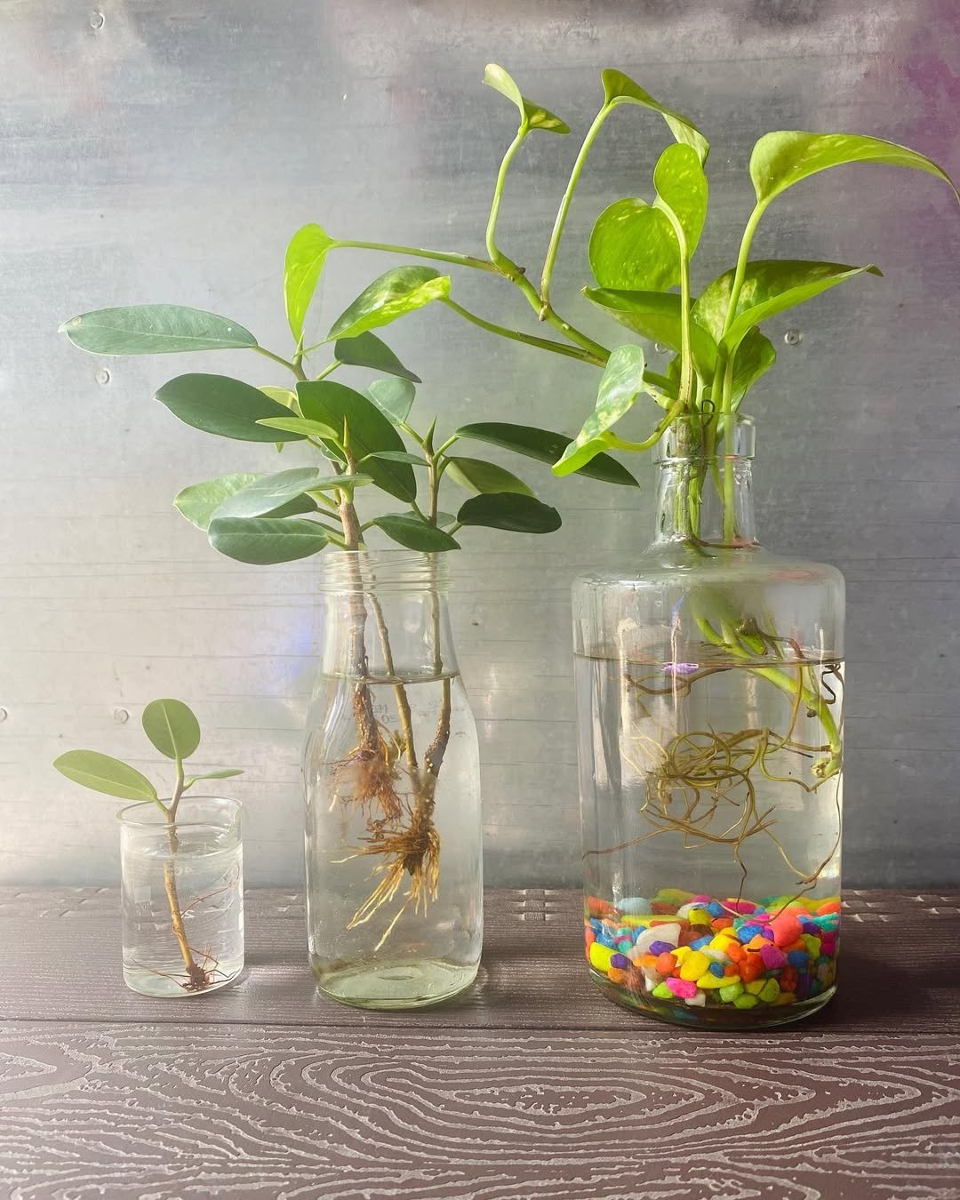 How to Propagate Pothos: A Step-by-Step Guide for Beginners - USA ...