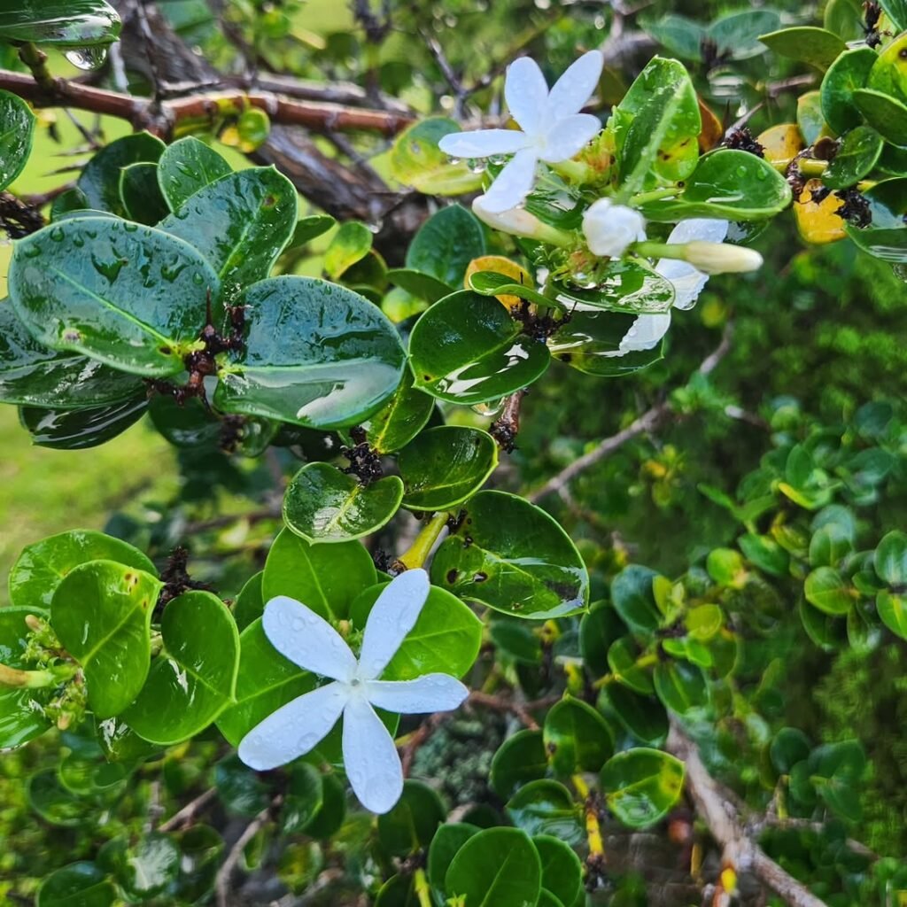 20 Hawaiian Flowers: Names, Pictures, and Fun Facts - USA Garden Hub