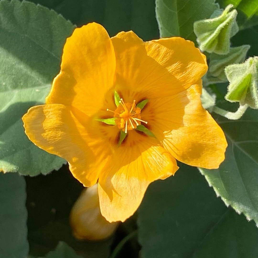 20 Hawaiian Flowers: Names, Pictures, and Fun Facts - USA Garden Hub